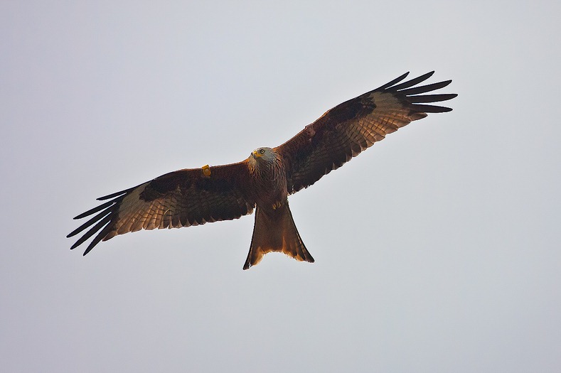 A Red Kite Day ~ Wildlife & Nature Photography